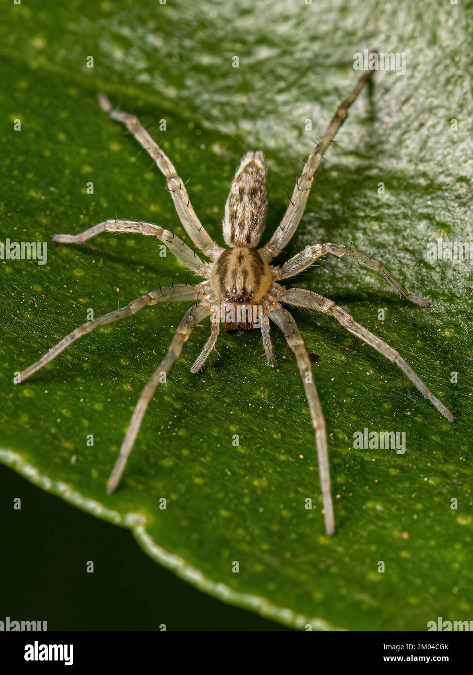 Small Ghost Spider of the Family Anyphaenidae Stock Photo - Alamy