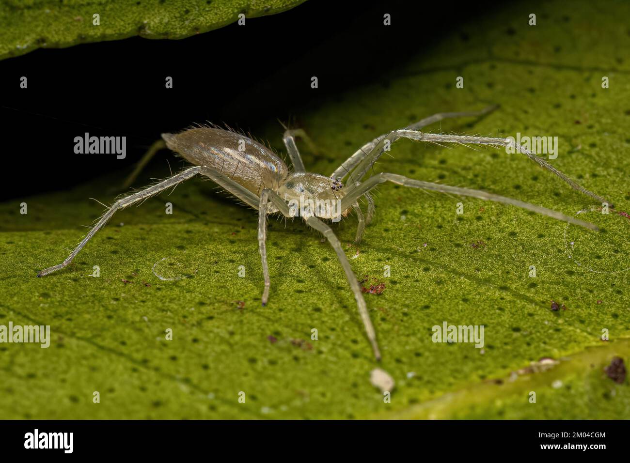 Small Ghost Spider of the Family Anyphaenidae Stock Photo - Alamy