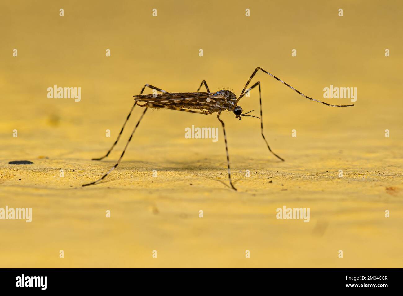 Cranefly limoniidae hi-res stock photography and images - Alamy