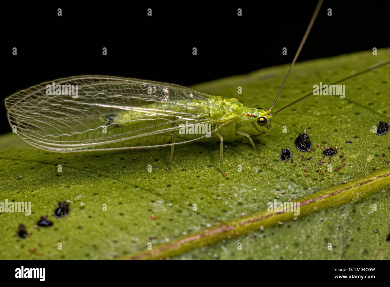 Adult Typical Green Lacewing of the Genus Ceraeochrysa Stock Photo - Alamy
