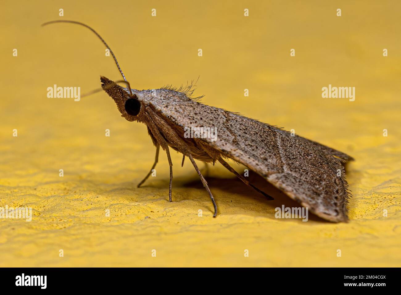 Adult Moth Insect of the order lepidoptera Stock Photo - Alamy