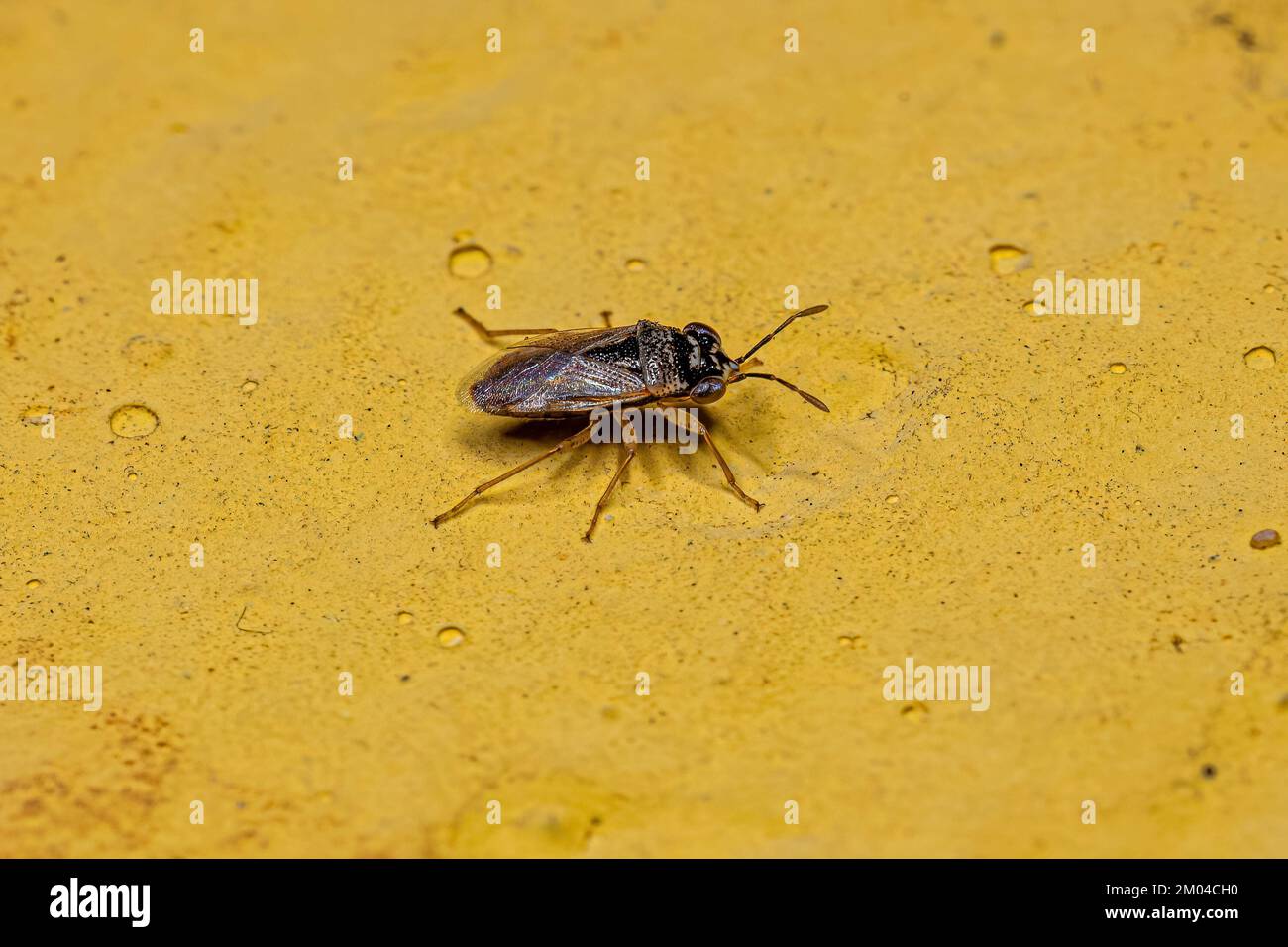 Adult Big-eyed Bug of the Family Geocoridae Stock Photo - Alamy