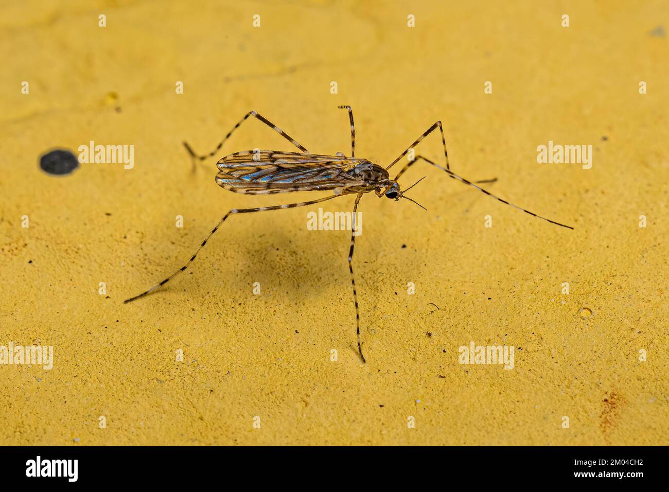 Adult Limoniid Crane Fly of the Family Limoniidae Stock Photo - Alamy