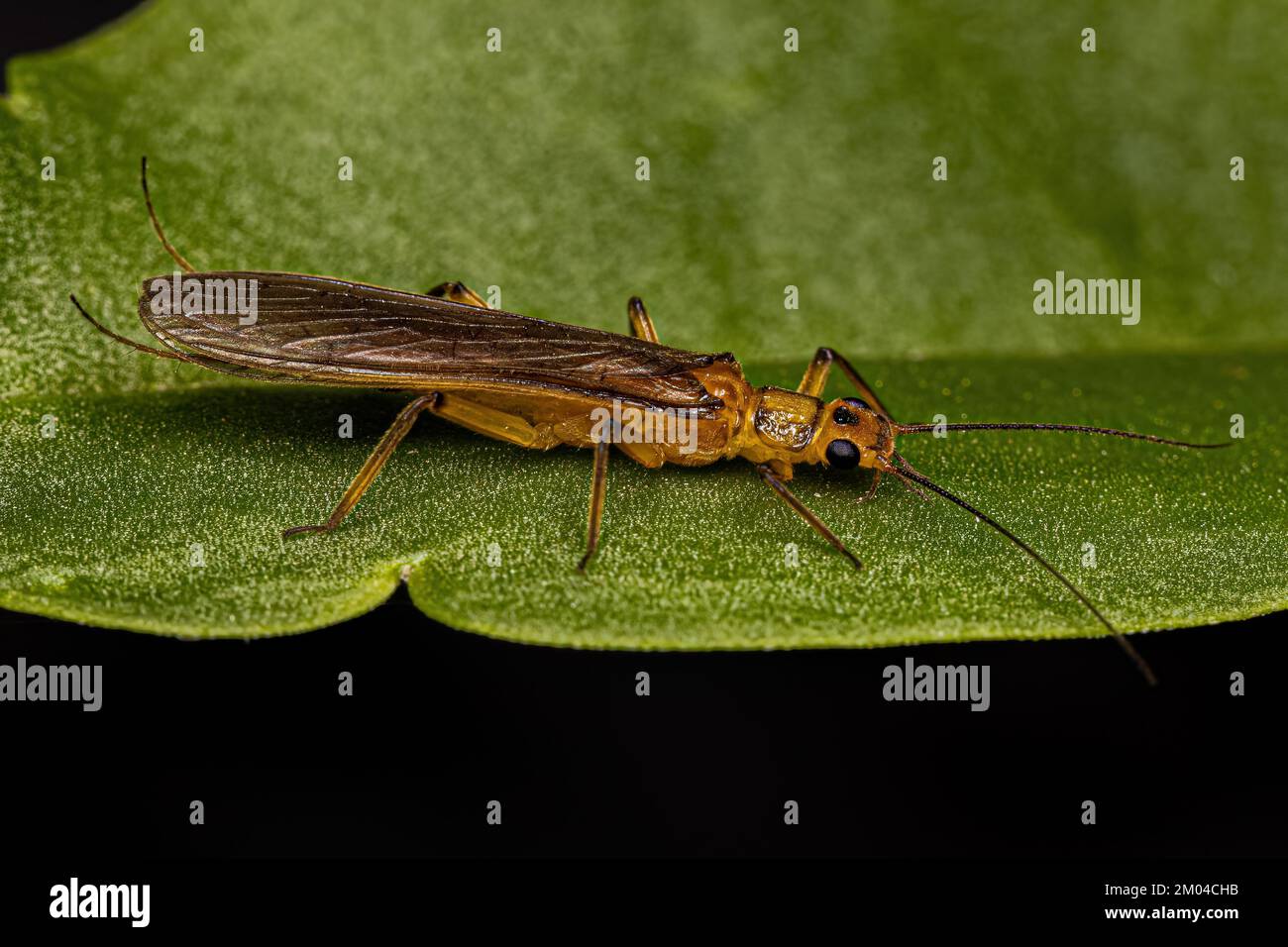Adult Common Stonefly insect of the Order Plecoptera Stock Photo - Alamy