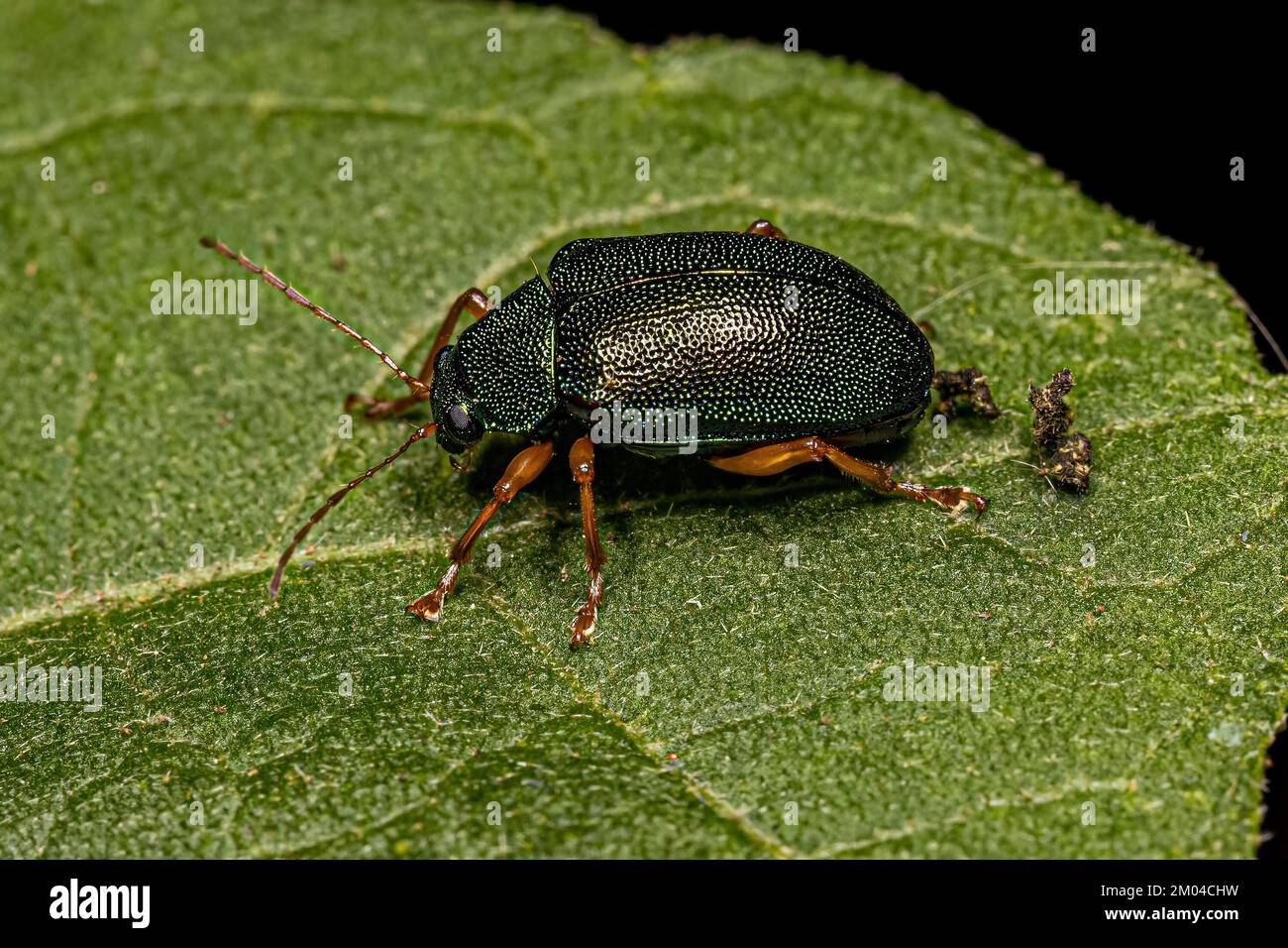 Adult Leaf Beetle of the Subfamily Eumolpinae Stock Photo - Alamy