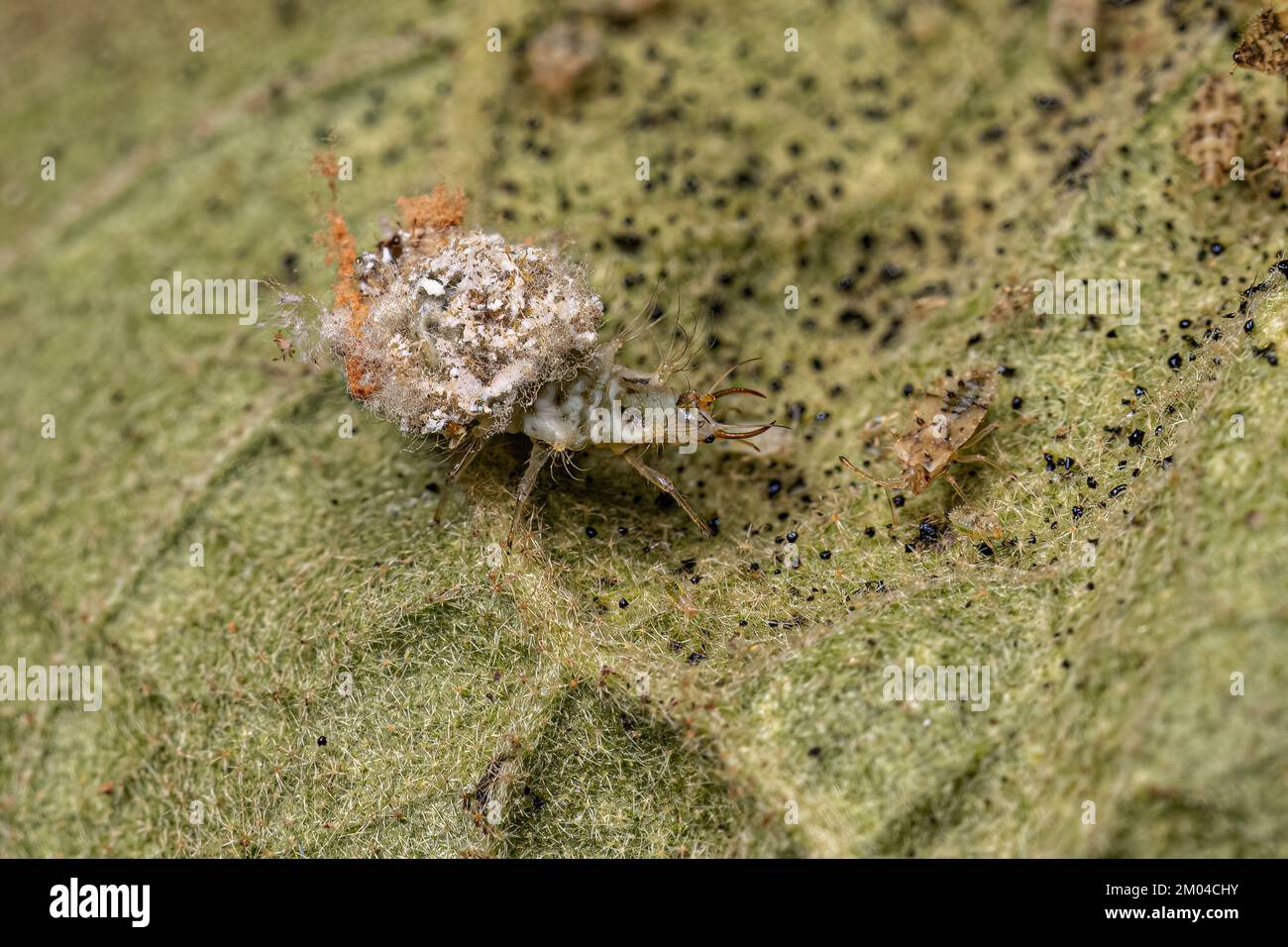 Green Lacewing Larva of the Family Chrysopidae Stock Photo - Alamy
