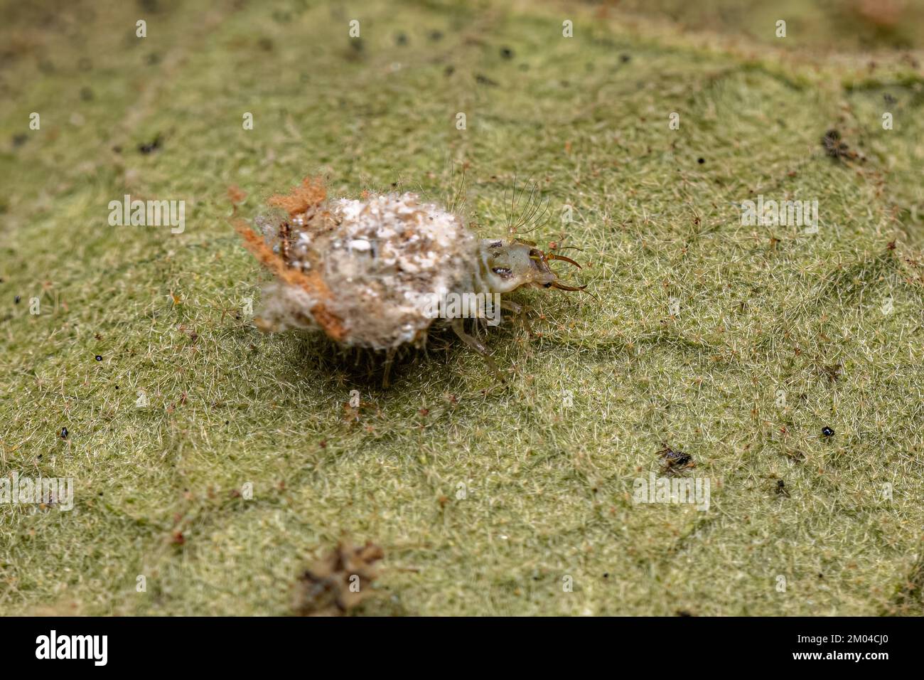 Green Lacewing Larva of the Family Chrysopidae Stock Photo - Alamy