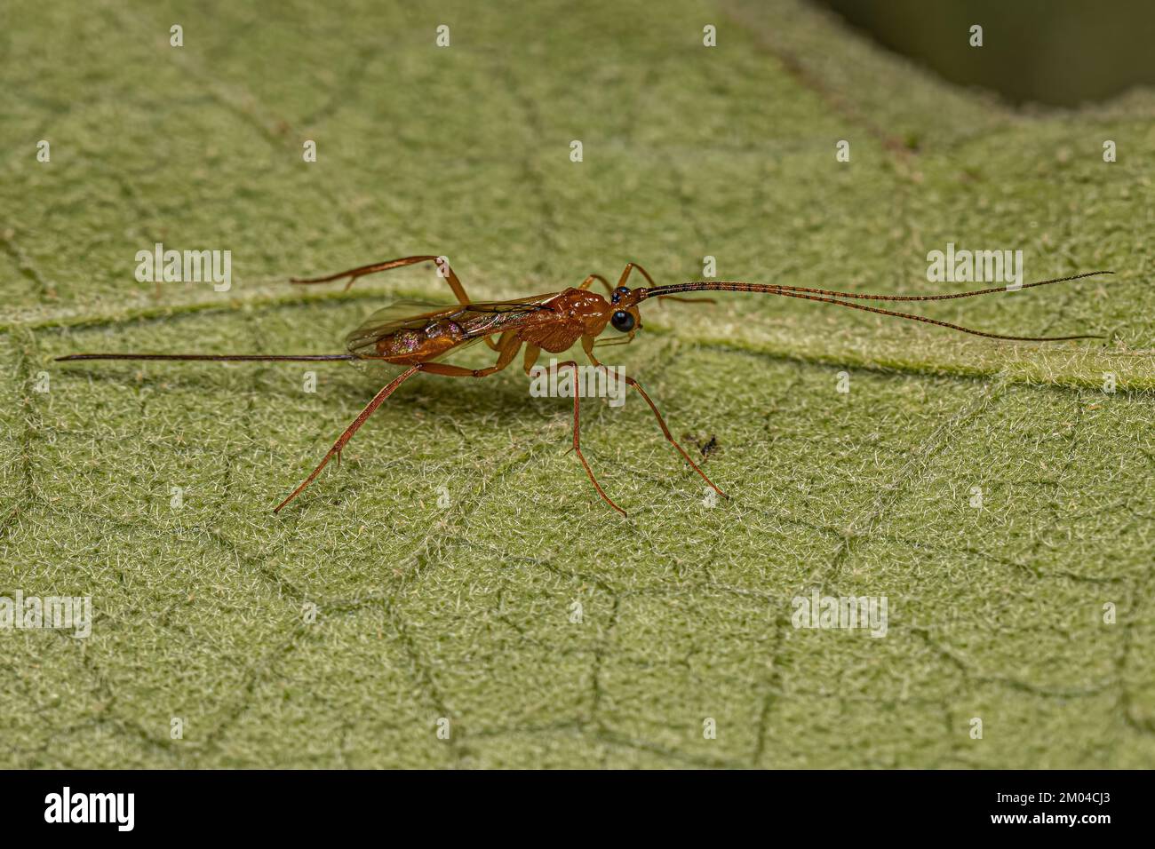 Adult Braconid Wasp of the Family Braconidae Stock Photo - Alamy