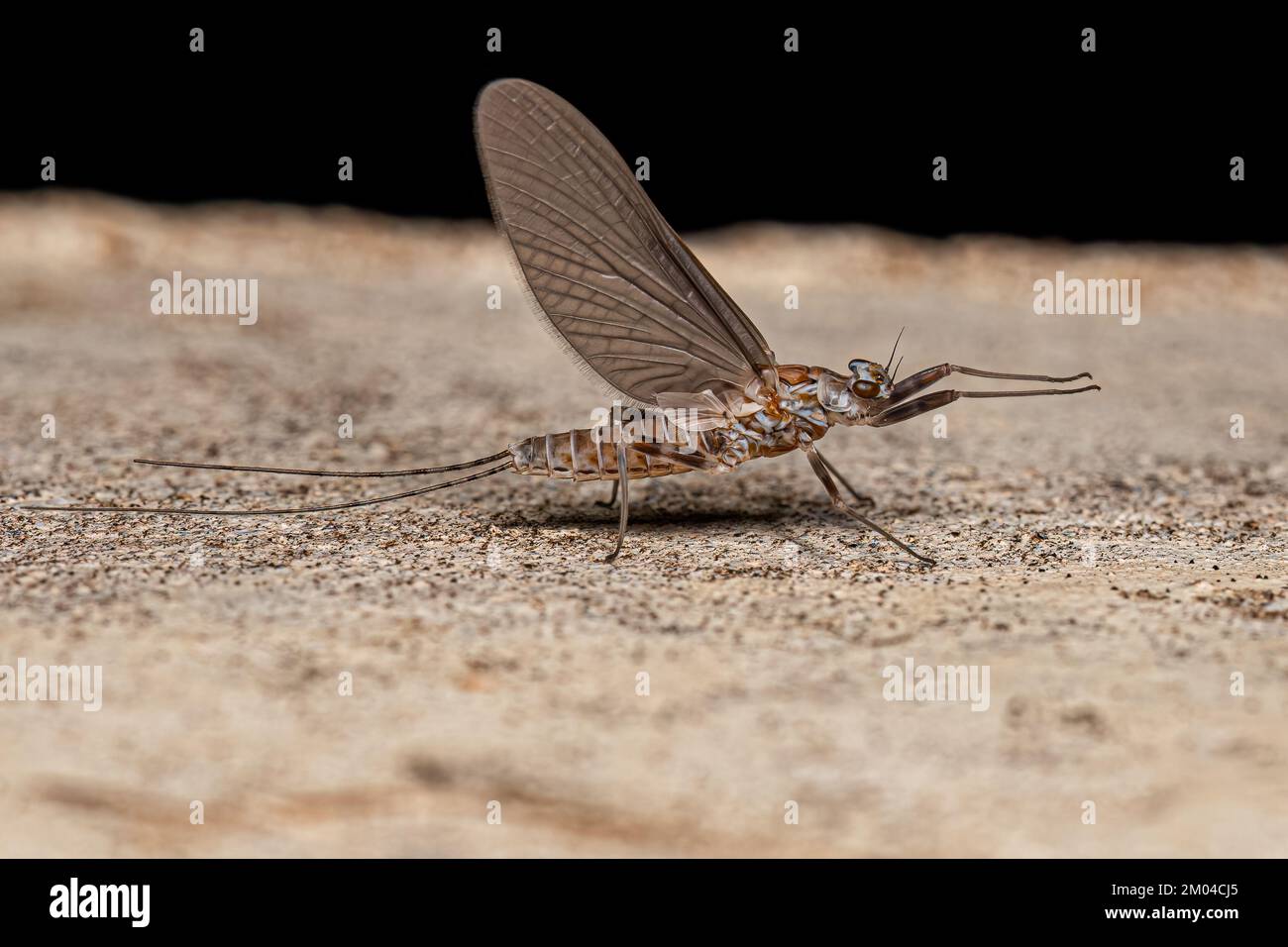 Mayflies aquatic insects hi-res stock photography and images - Alamy