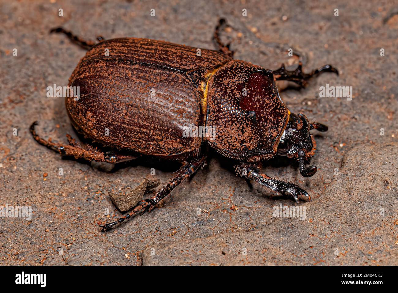 Adult Rhinoceros Beetle of the genus Coelosis Stock Photo - Alamy