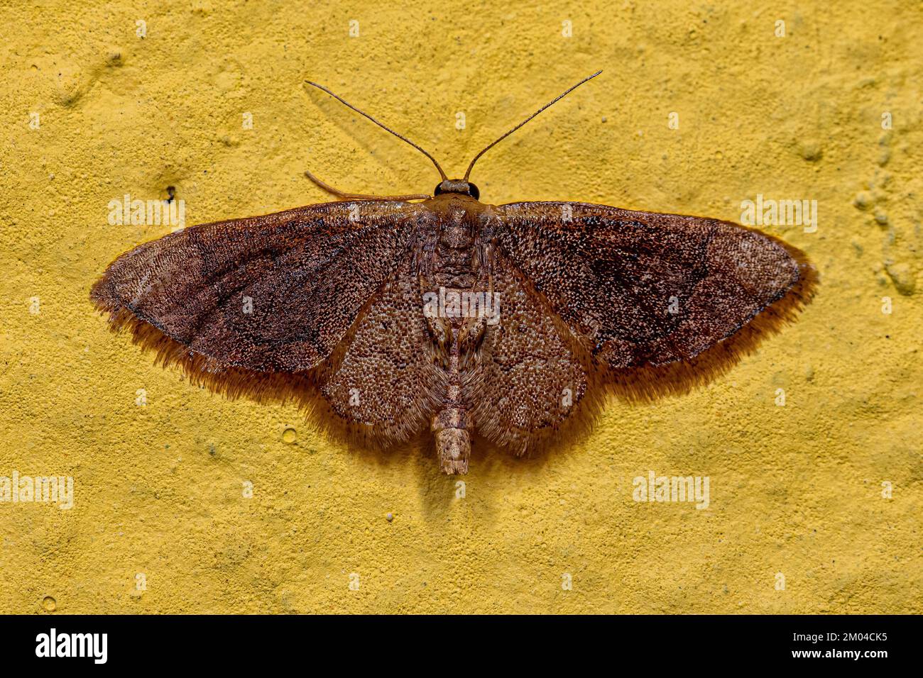 Adult Geometer Moth of the Family Geometridae Stock Photo - Alamy
