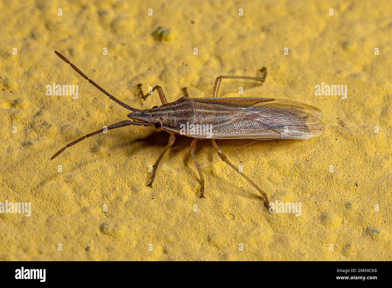 Small Adult Stink Bug of the Family Pentatomidae Stock Photo - Alamy