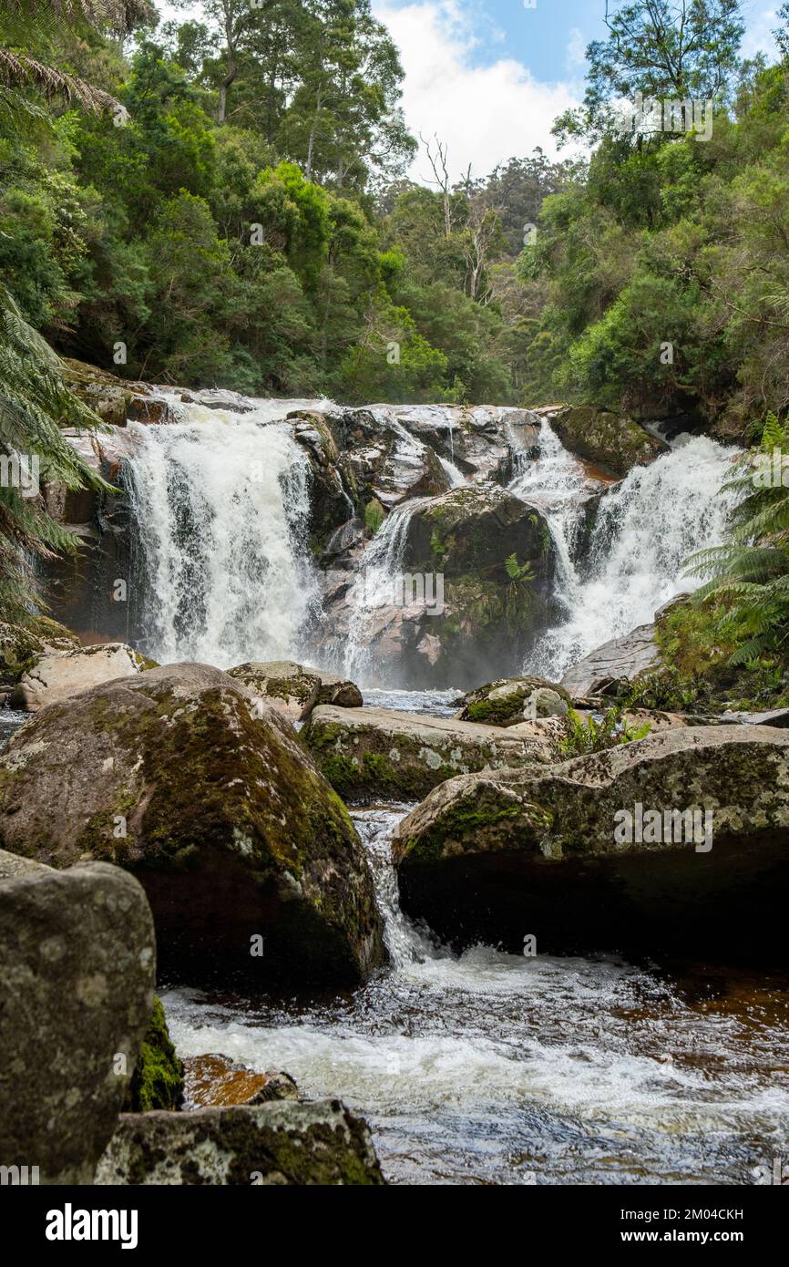 Halls Falls, near Pyengana, Tasmania, Australia Stock Photo - Alamy