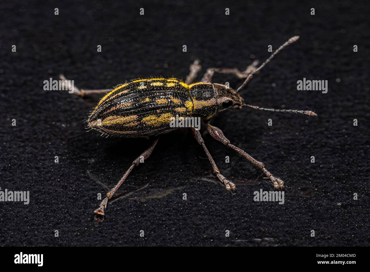 Adult Broad-nosed Weevil of the Tribe Naupactini Stock Photo - Alamy