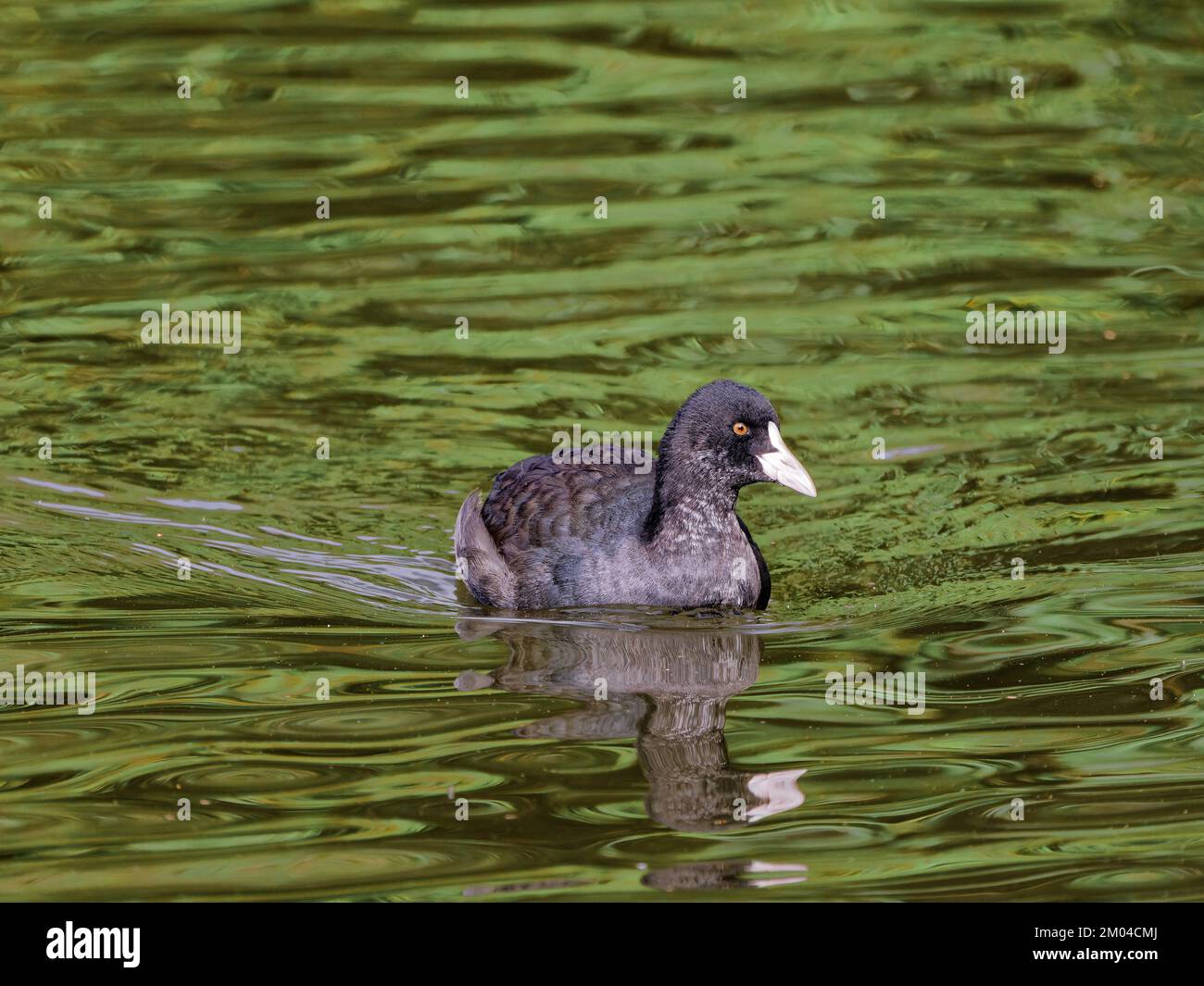 Coot paddling at Moss Valley, Brynteg, Wrexham, North Wales, United ...