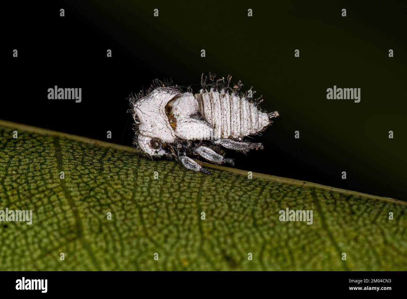 Typical Treehoppers nymph of the Family Membracidae Stock Photo - Alamy