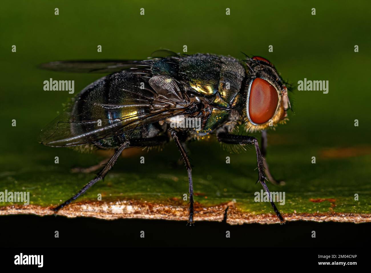Adult Blow Fly of the Family Calliphoridae Stock Photo - Alamy