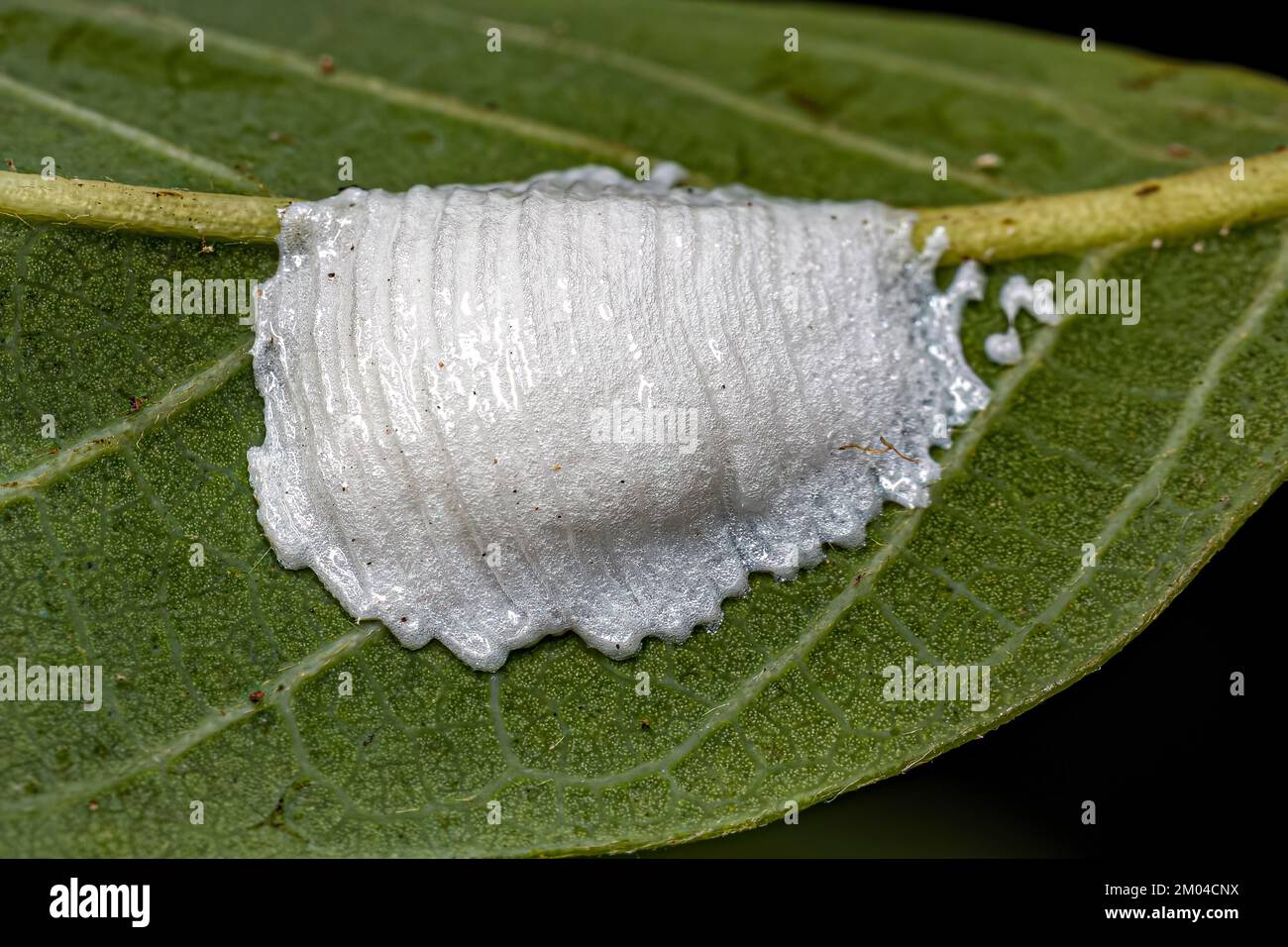 Brochosomes for eggs of insects of the Superfamily Membracoidea Stock ...
