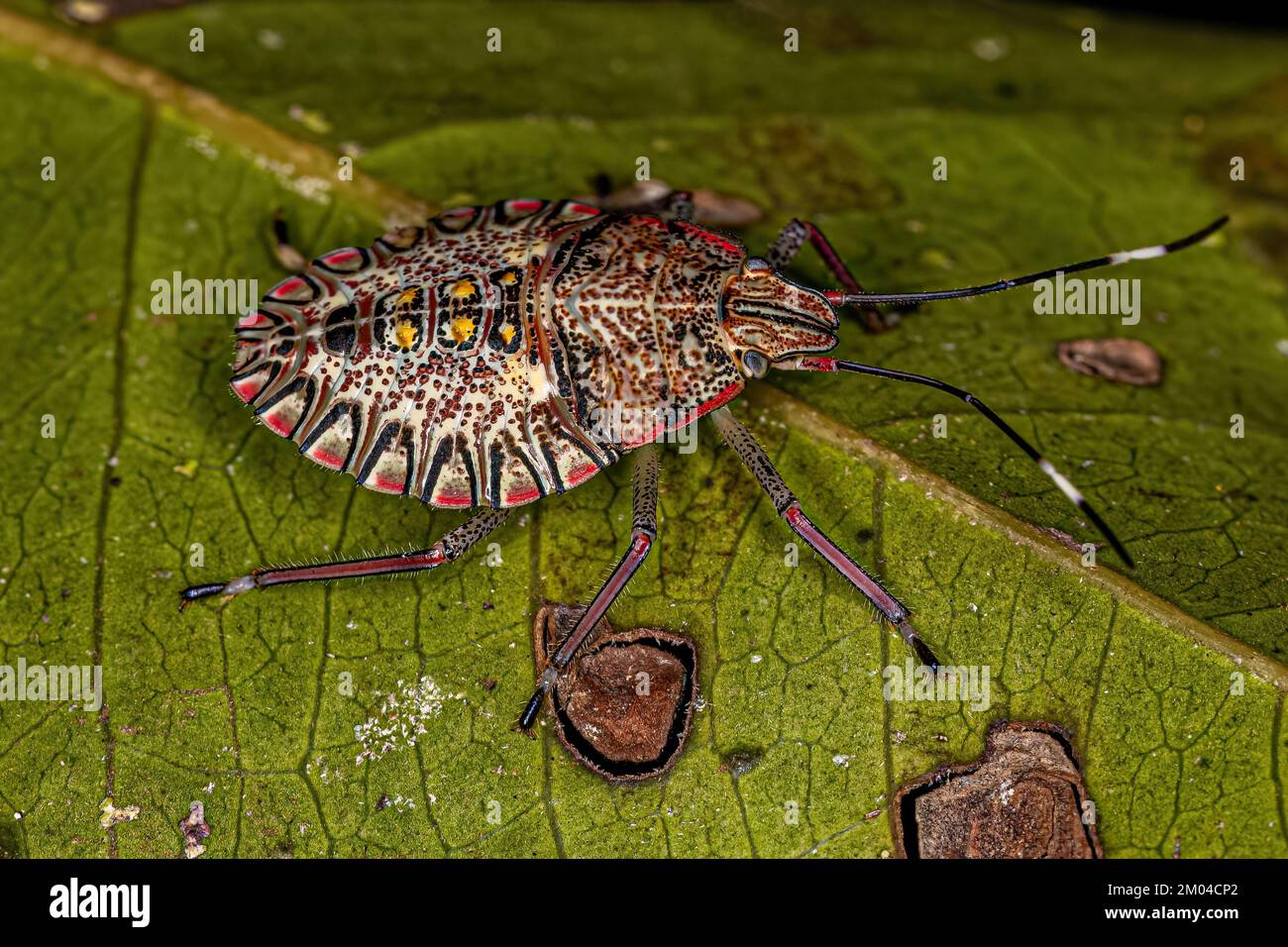 Stink Bug Nymph of the Genus Loxa Stock Photo - Alamy