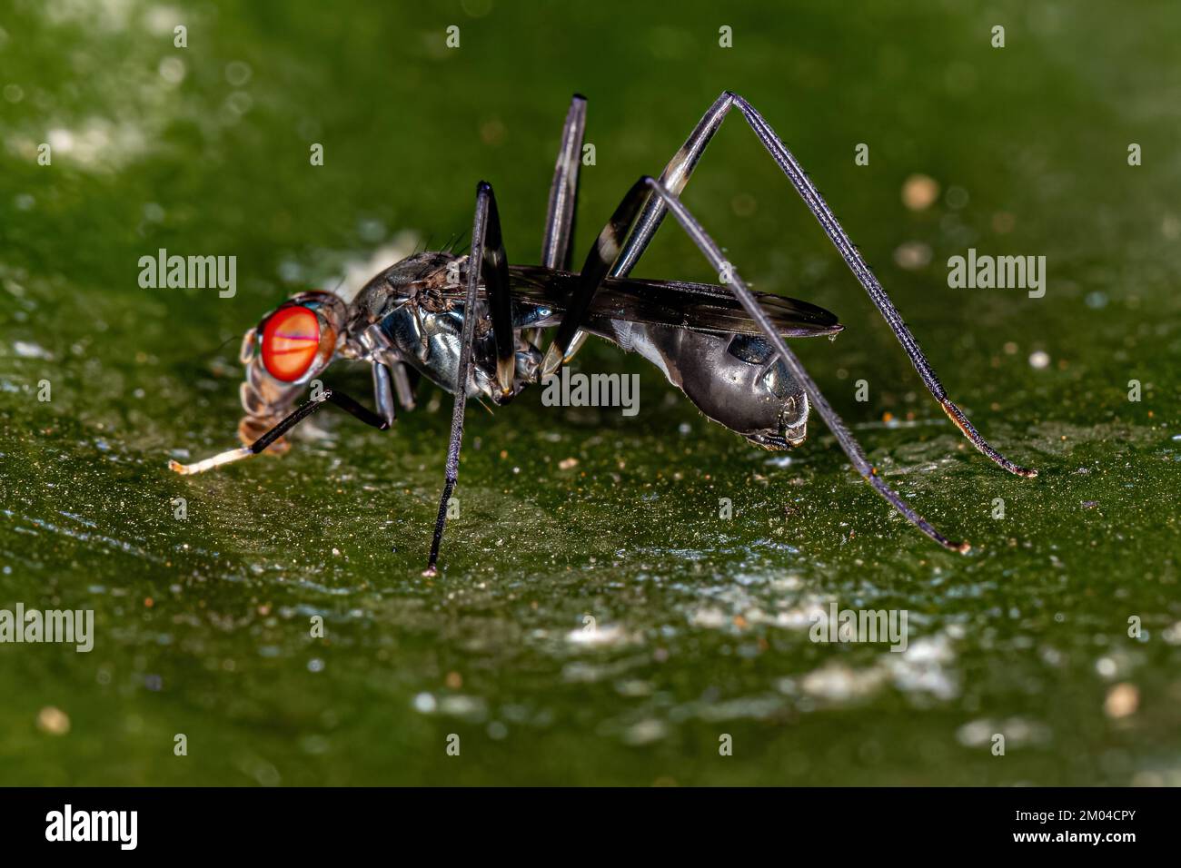 Adult Stilt-legged Fly of the Subfamily Taeniapterinae Stock Photo - Alamy