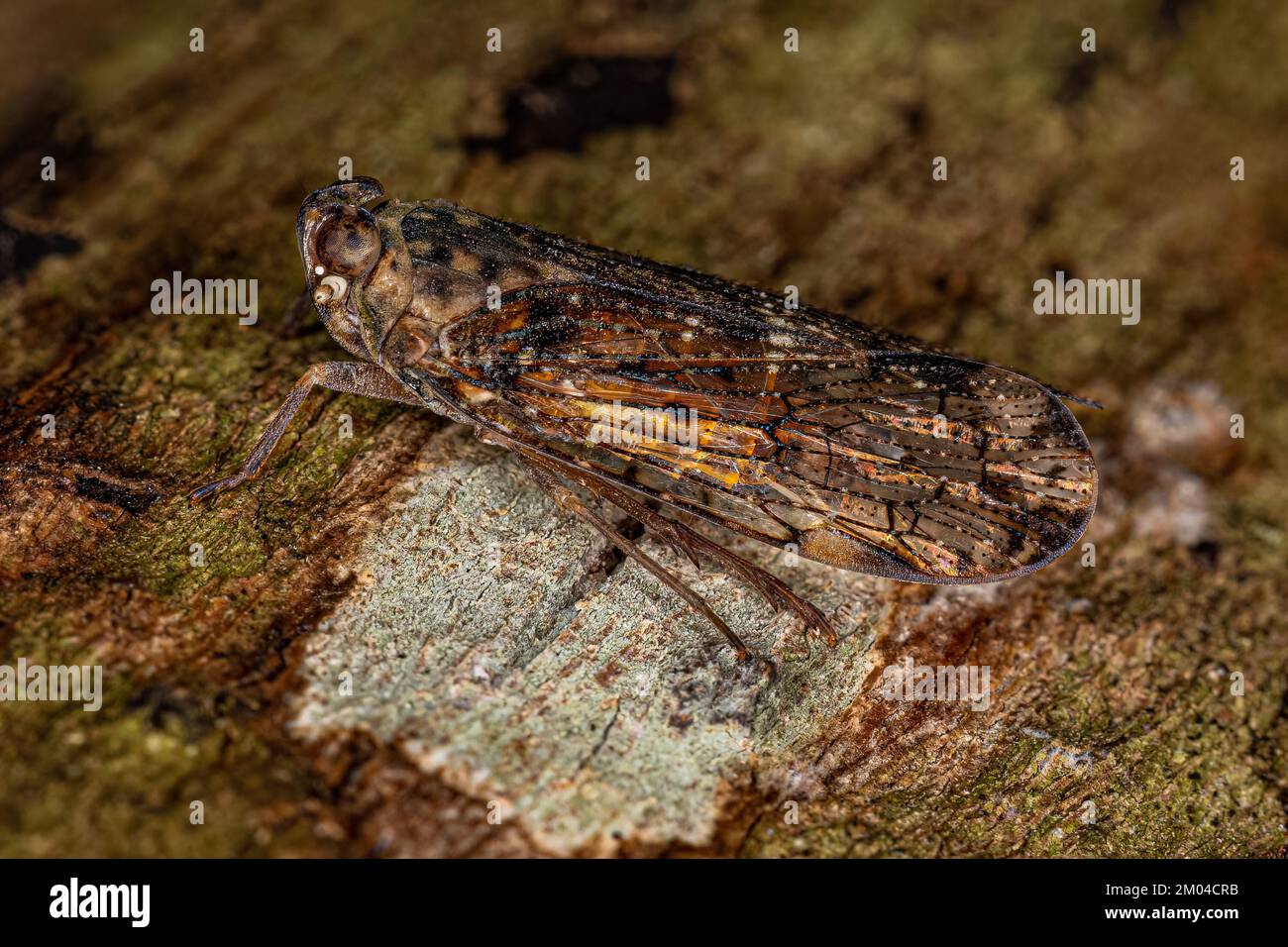 Planthopper genus hi-res stock photography and images - Alamy