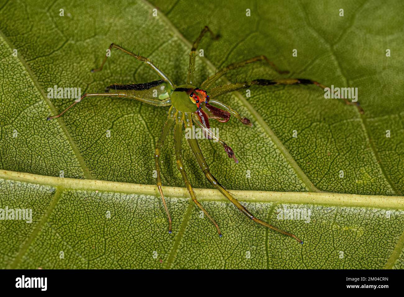 Adult Male Translucent Green Jumping Spider of the Species Lyssomanes ...