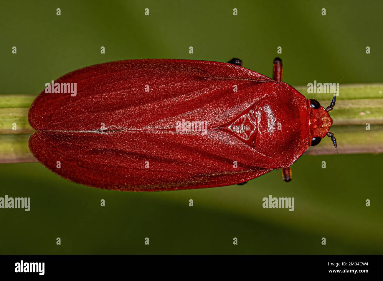 Adult Red Froghopper Insect of the Family Cercopidae Stock Photo - Alamy