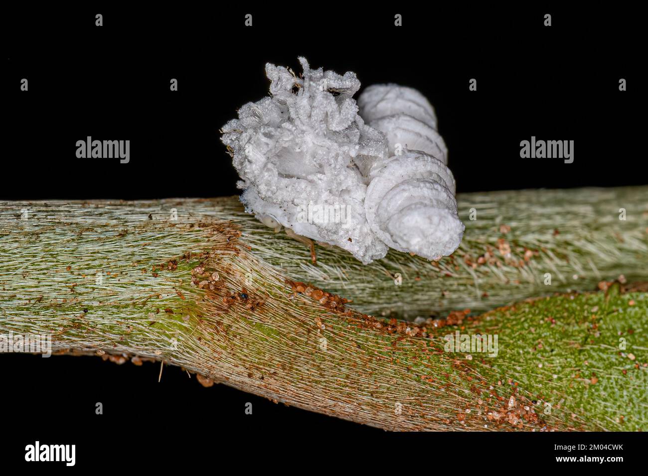 Flatid bug hi-res stock photography and images - Alamy