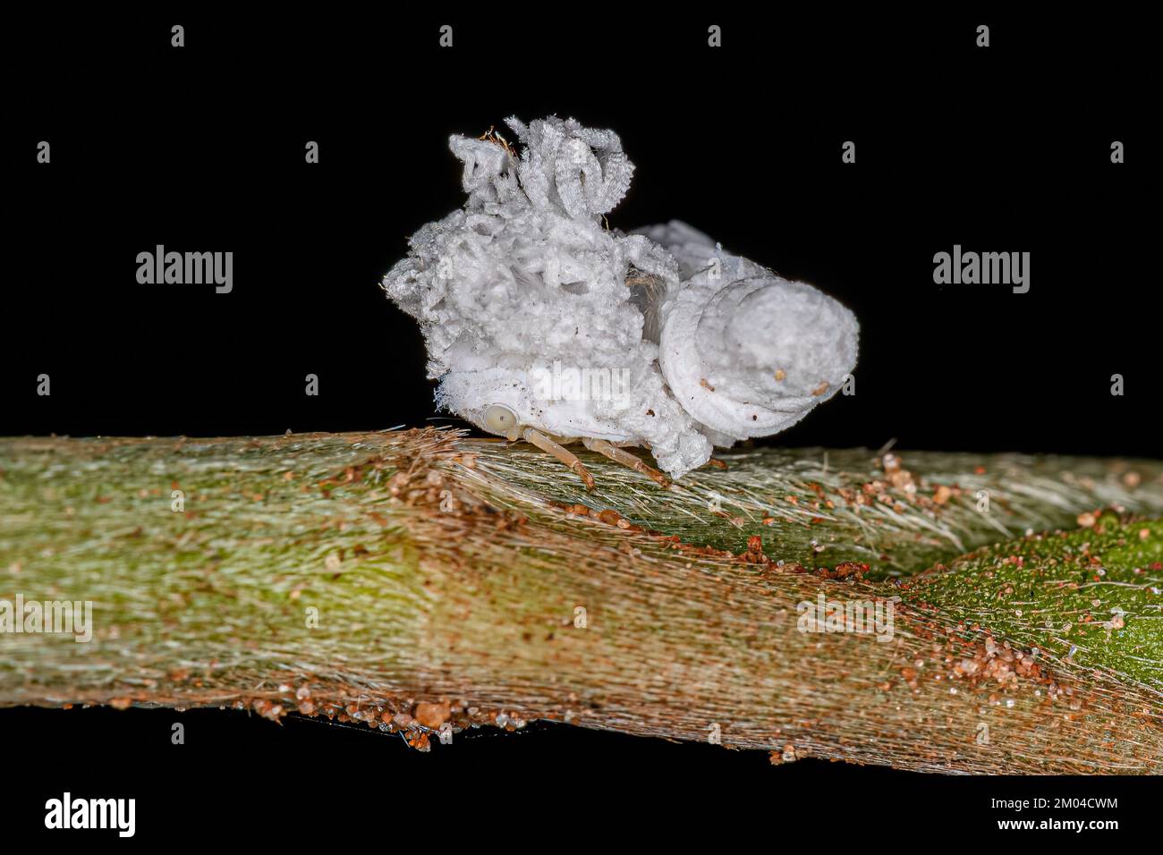 Flatid Insect nymph of the family flatidae Stock Photo - Alamy