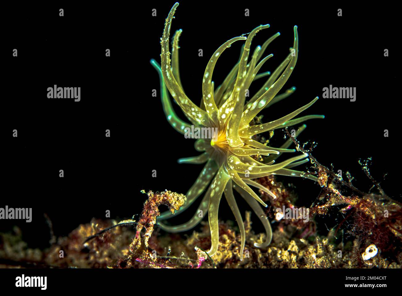 Calcareous tubeworm hi-res stock photography and images - Alamy