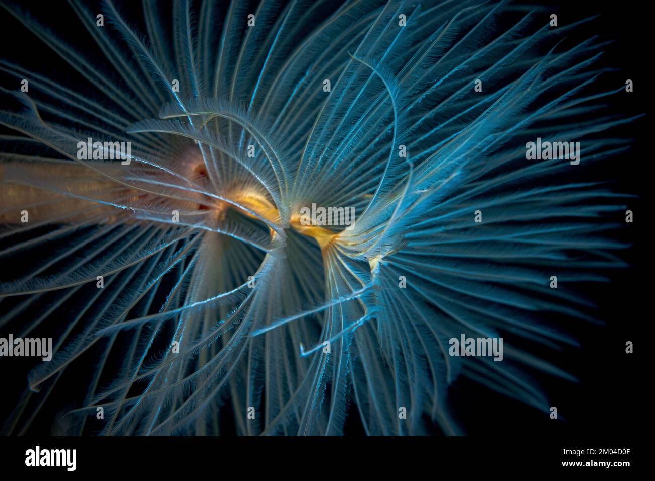 Close view of tube worm underwater in the Mediterranean Sea Stock Photo ...