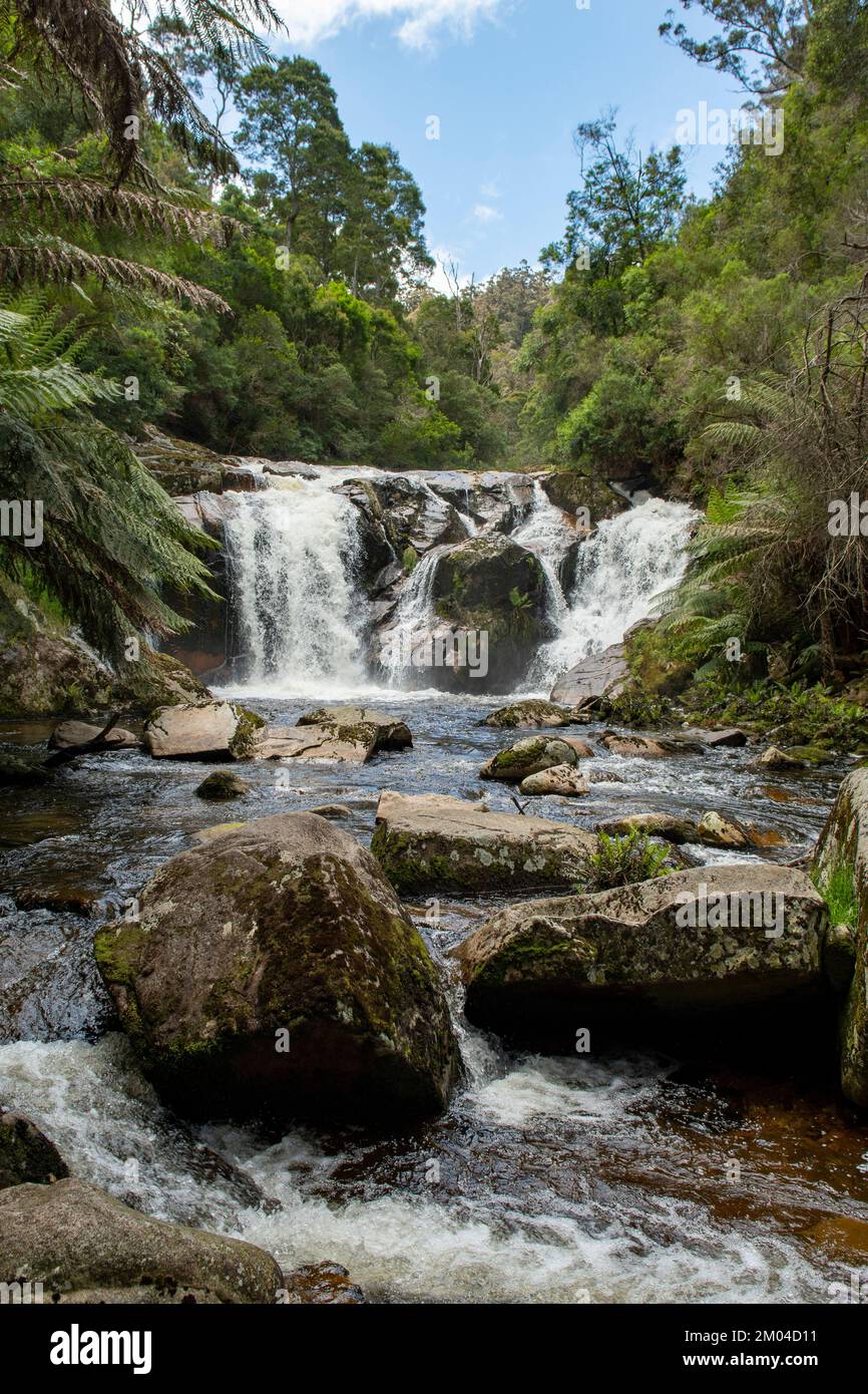 Halls falls tasmania hi-res stock photography and images - Alamy