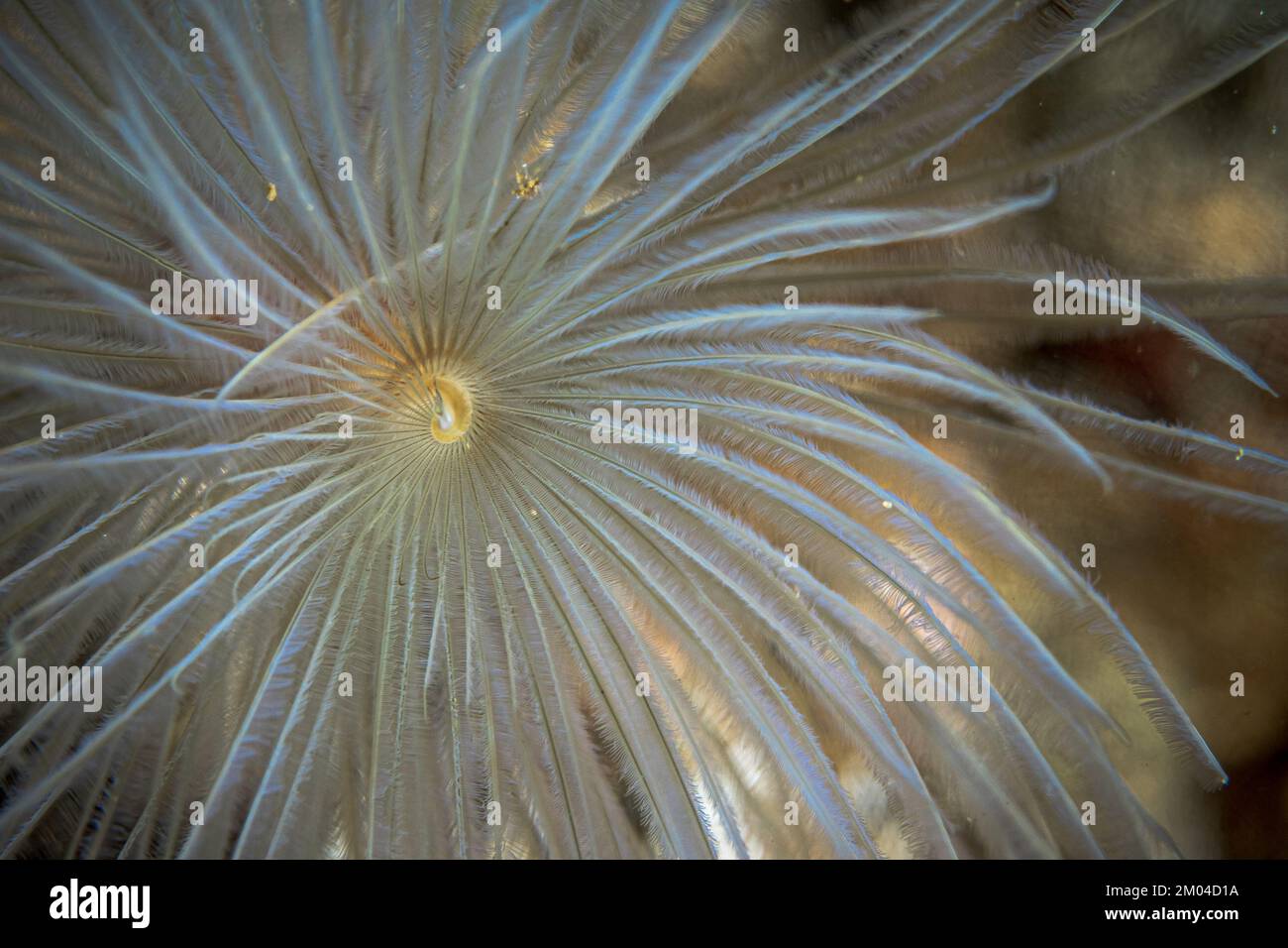 Calcareous tubeworm hi-res stock photography and images - Alamy