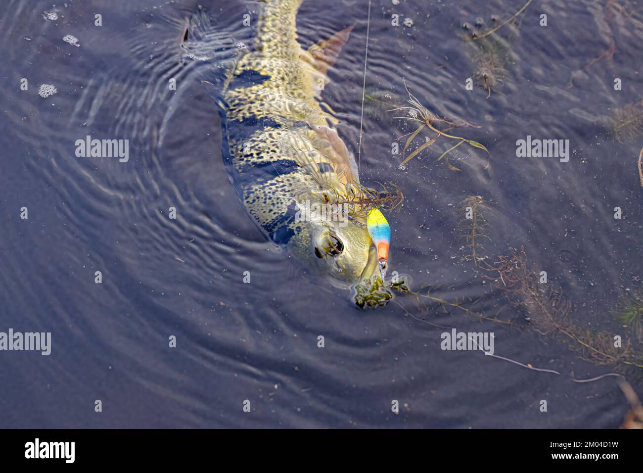 Peacock Bass Fish of the Genus Cichla Stock Photo - Alamy