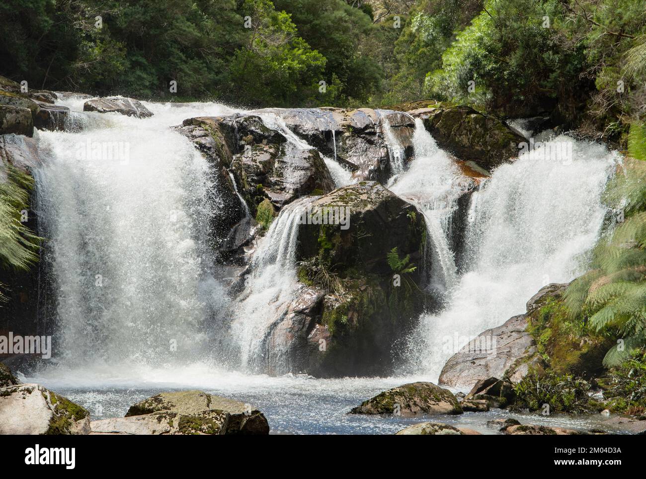 Halls Falls, near Pyengana, Tasmania, Australia Stock Photo - Alamy