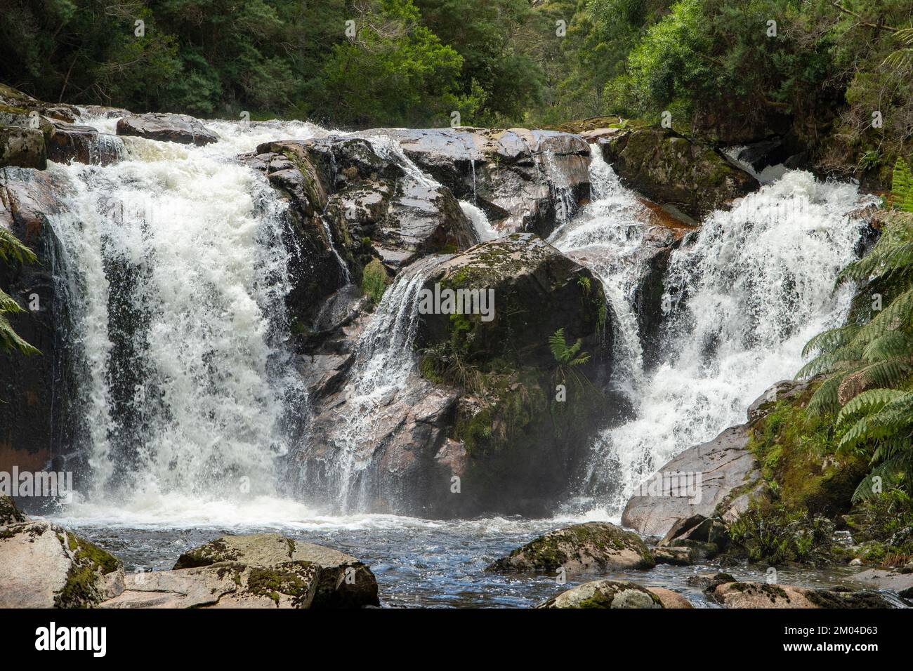 Halls Falls, near Pyengana, Tasmania, Australia Stock Photo - Alamy