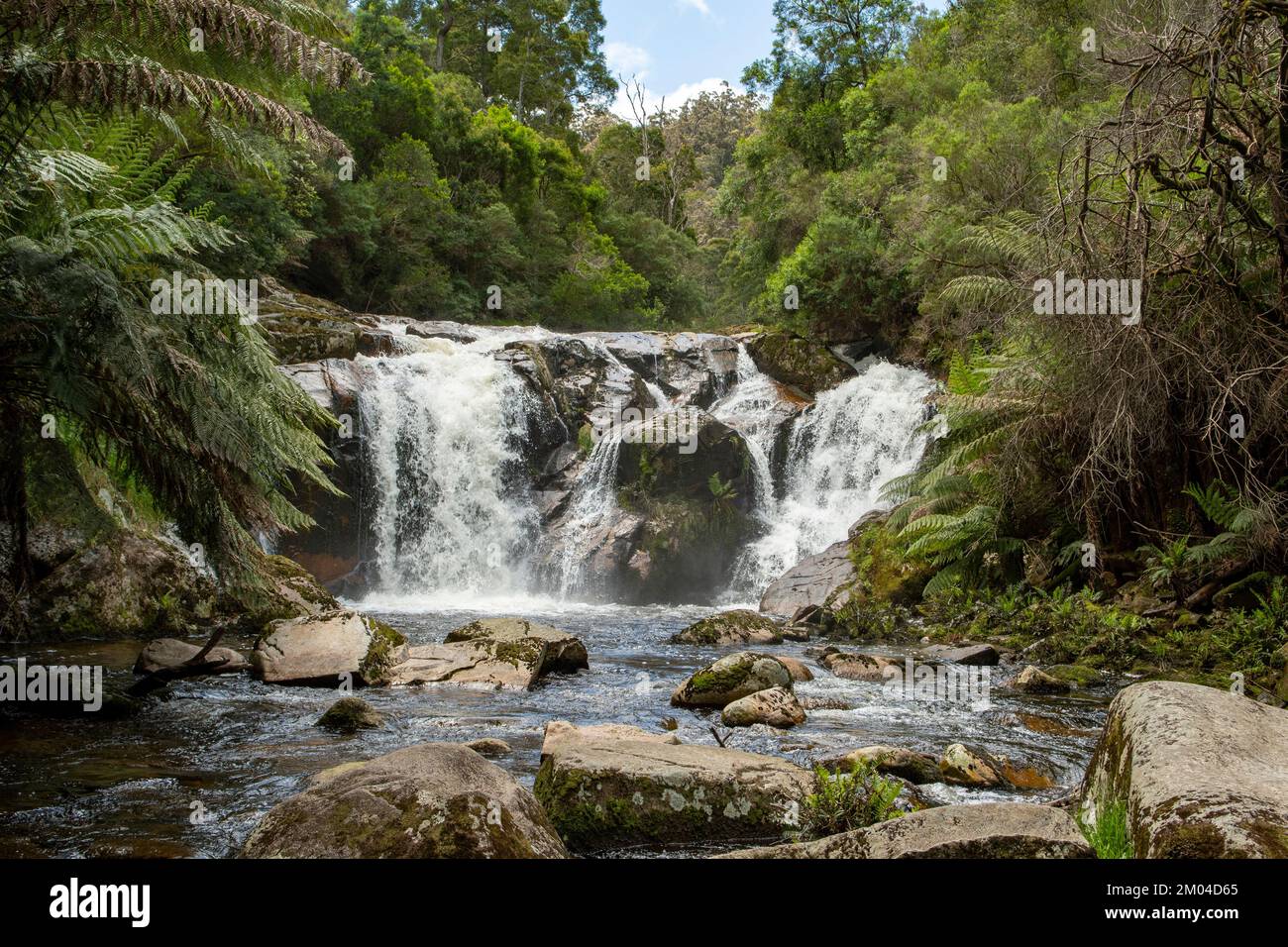 Halls Falls, near Pyengana, Tasmania, Australia Stock Photo - Alamy