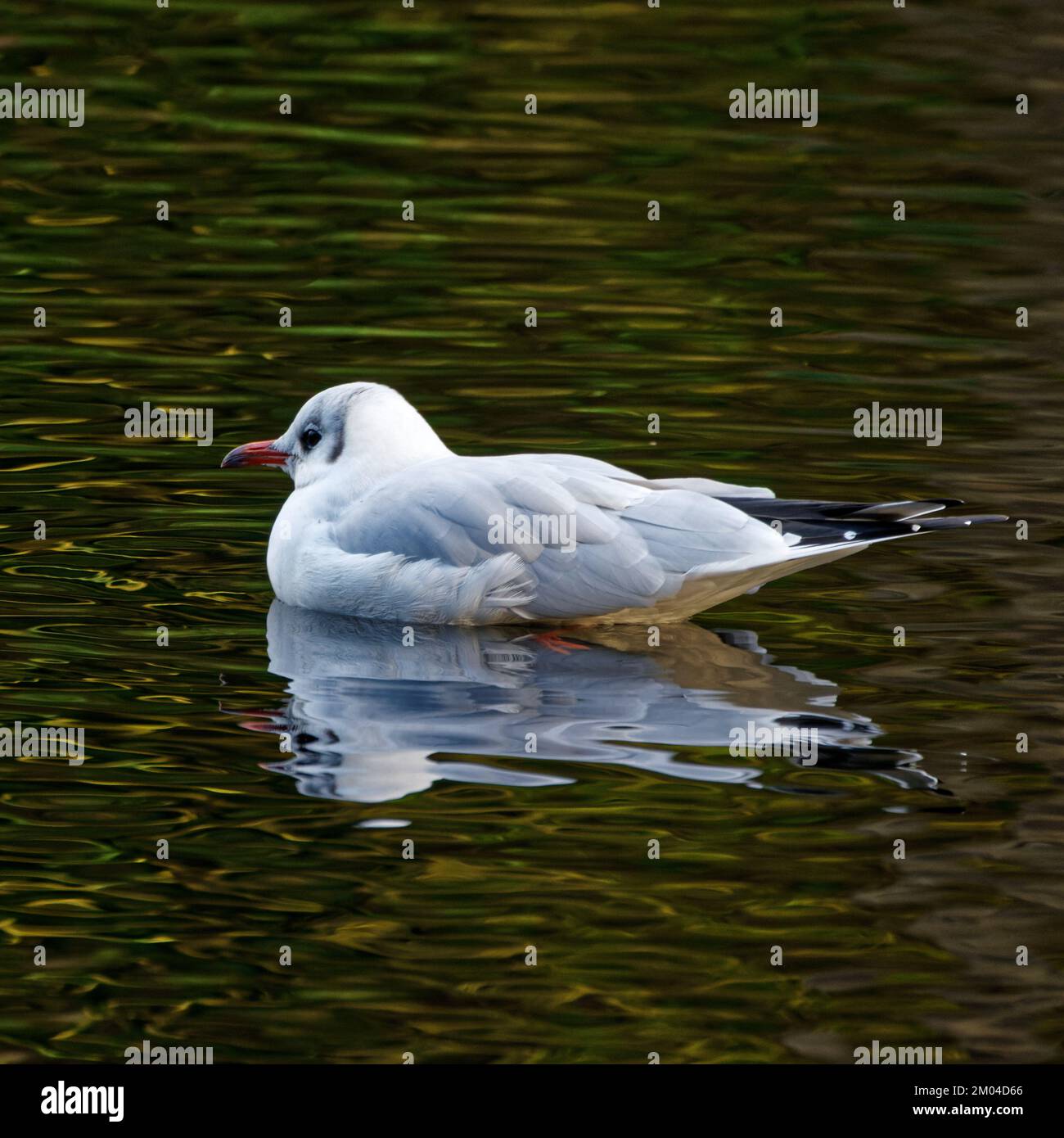Black headed seagull floating on Moss Valley fishing lake, Brynteg ...
