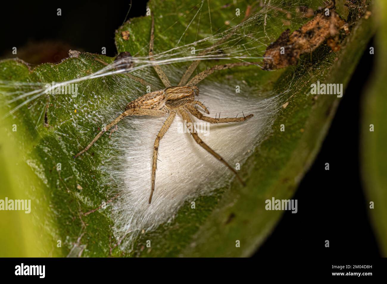 Small Female Running Crab Spider of the genus Genus Tibelloides Stock ...