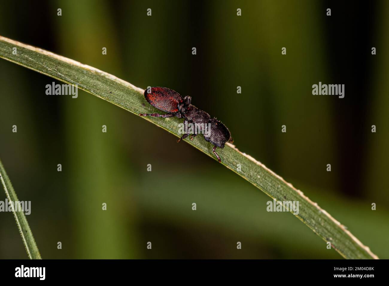 Adult Turtle Ant of the genus Cephalotes Stock Photo - Alamy