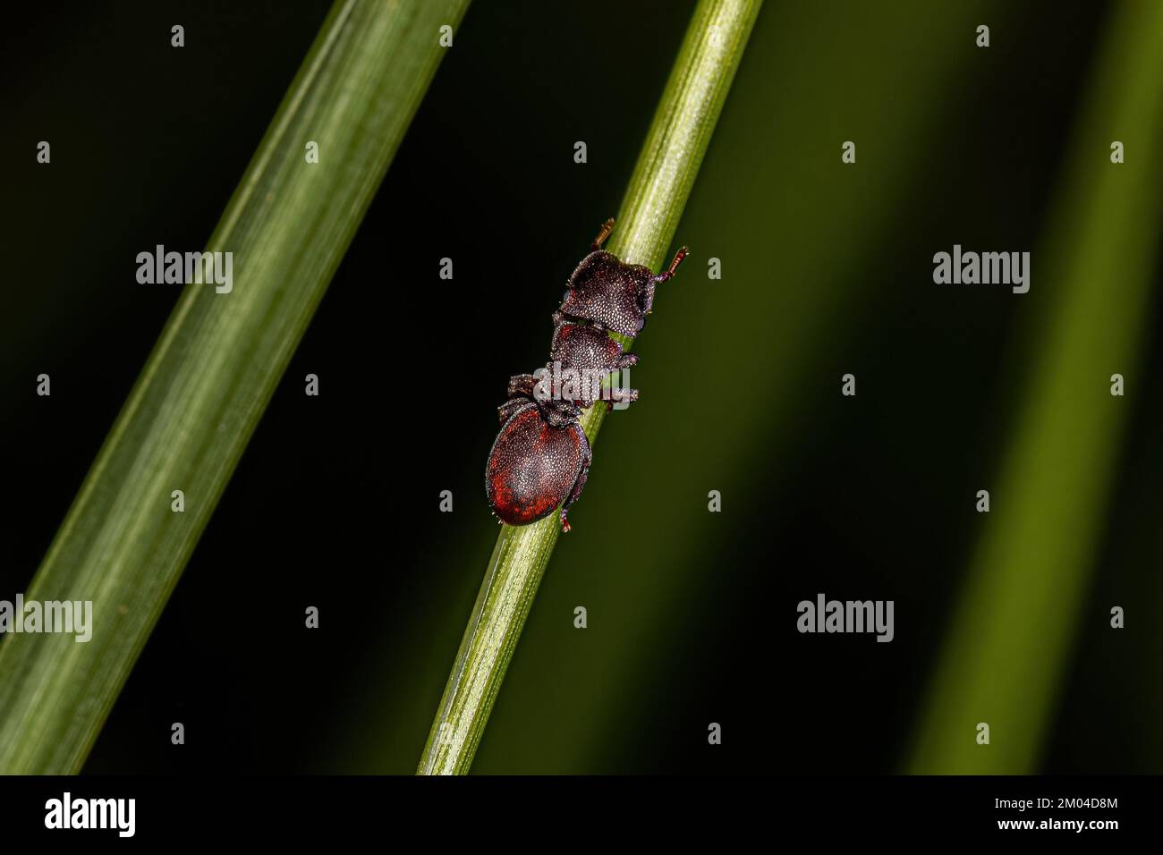 Adult Turtle Ant of the genus Cephalotes Stock Photo - Alamy