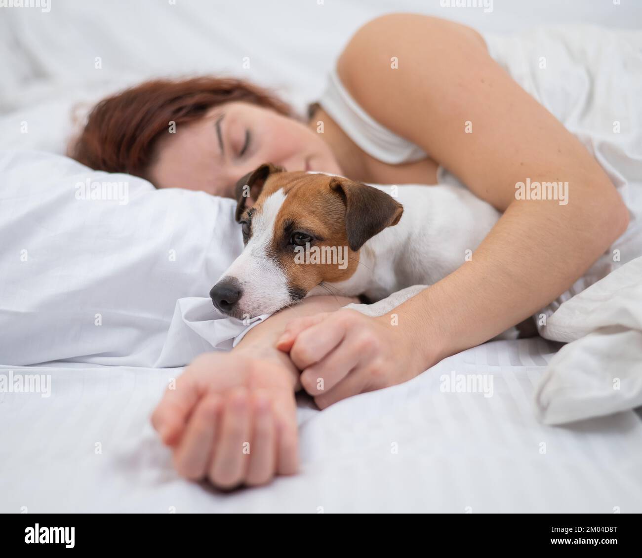 Caucasian red-haired woman sleeps in an embrace with a jack russell ...