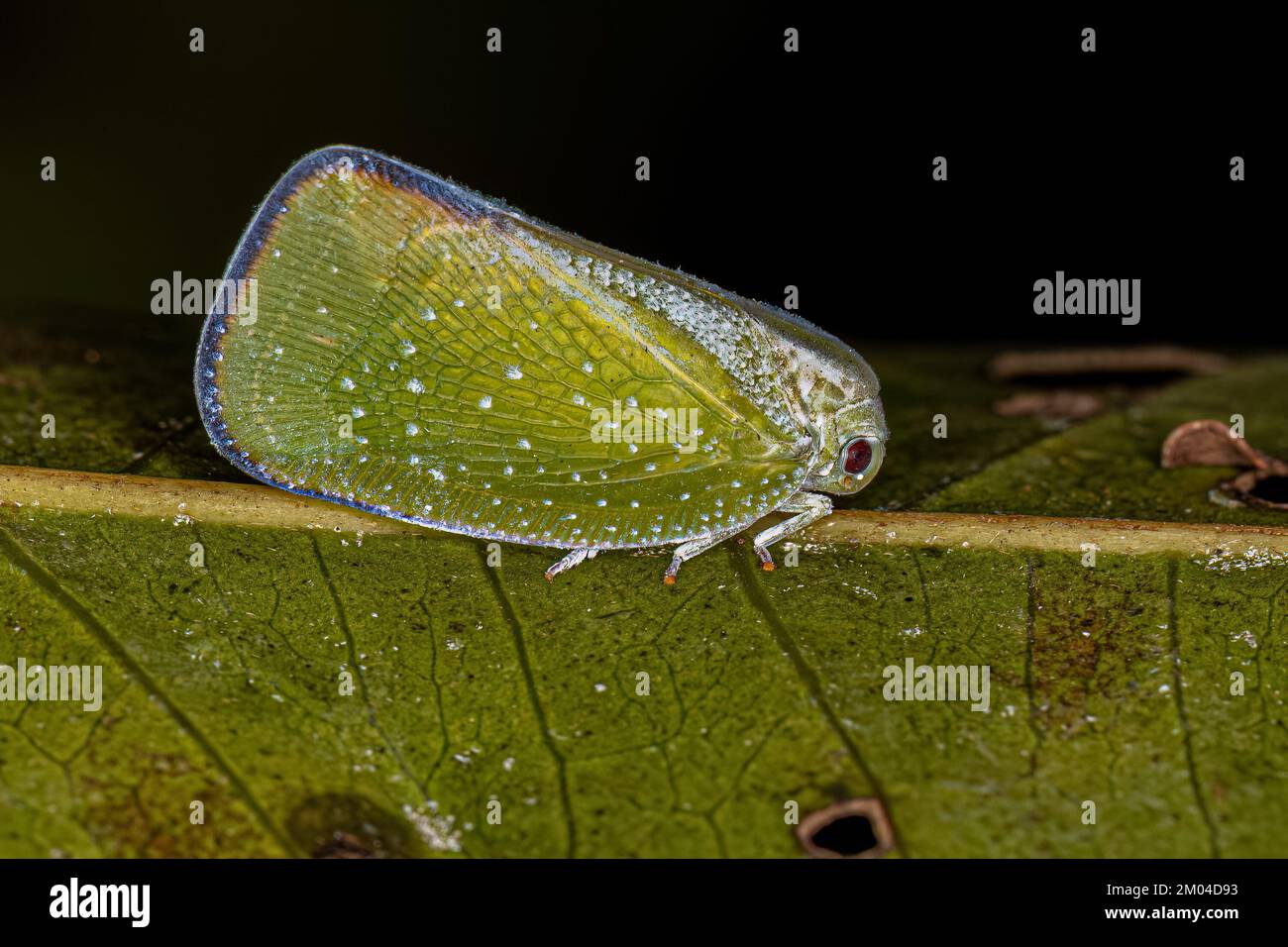 Adult Planthopper Insect of the Family Flatidae Stock Photo - Alamy