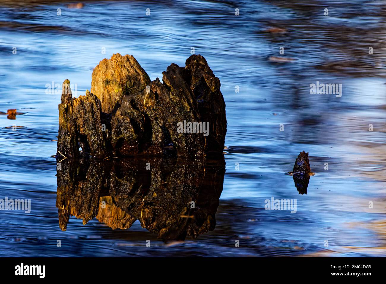 Partly submerged tree stump at Moss valley lake, Brynteg, Wrexham ...