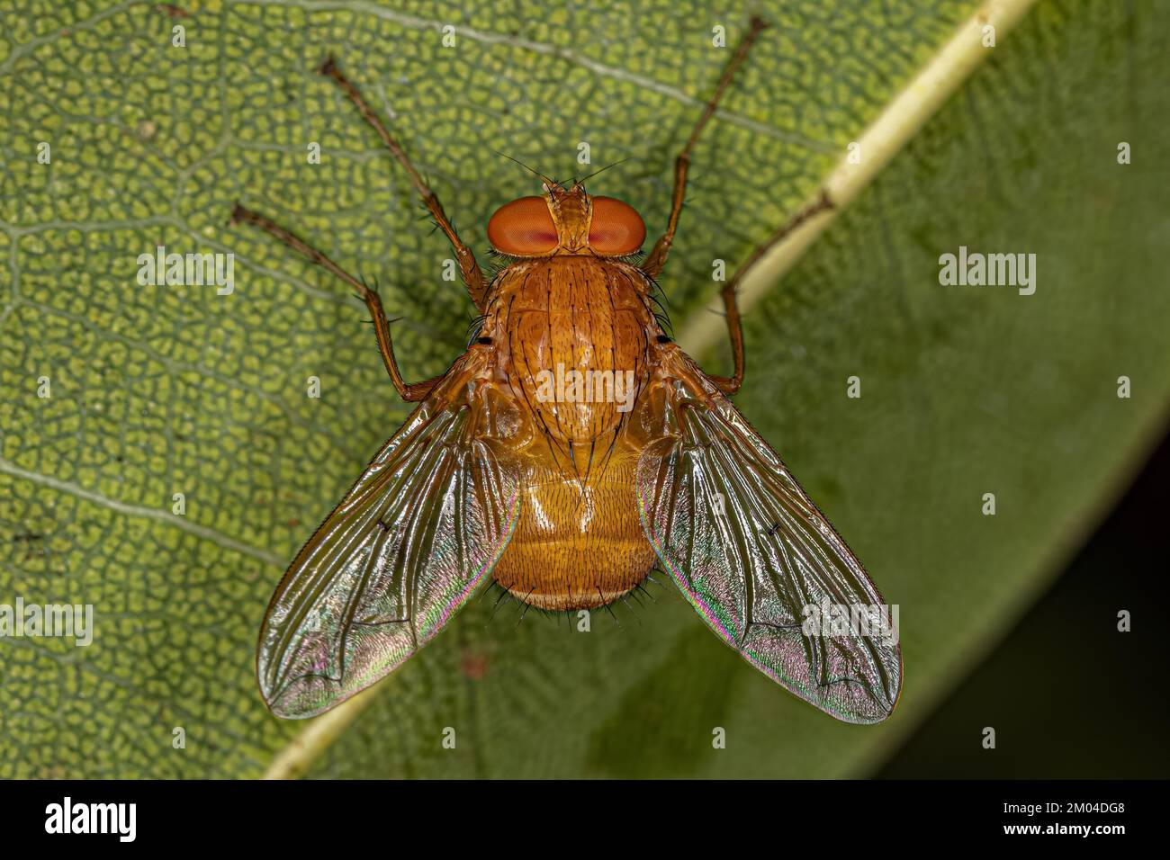 Ormia hi-res stock photography and images - Alamy