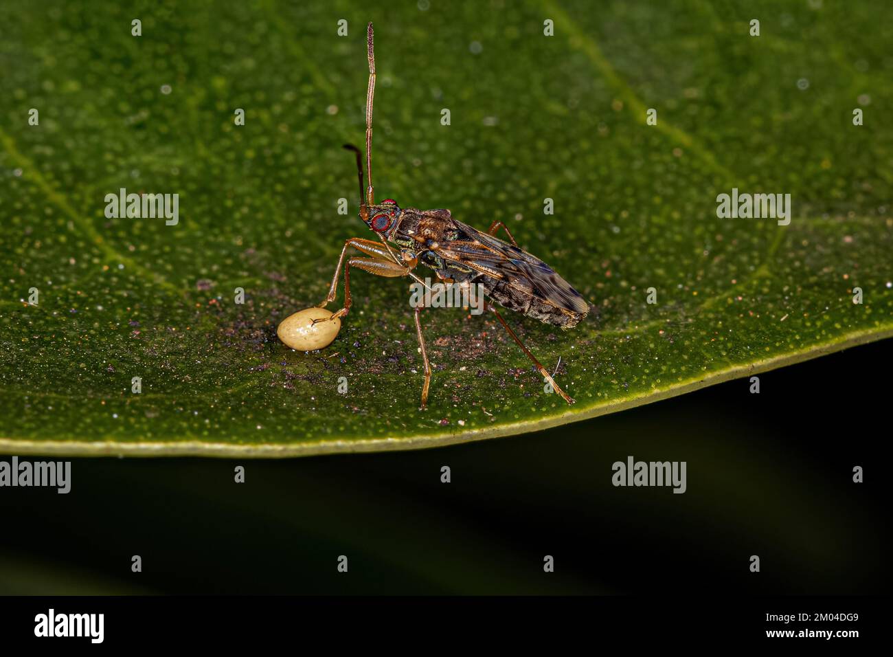 Ozophora hi-res stock photography and images - Alamy