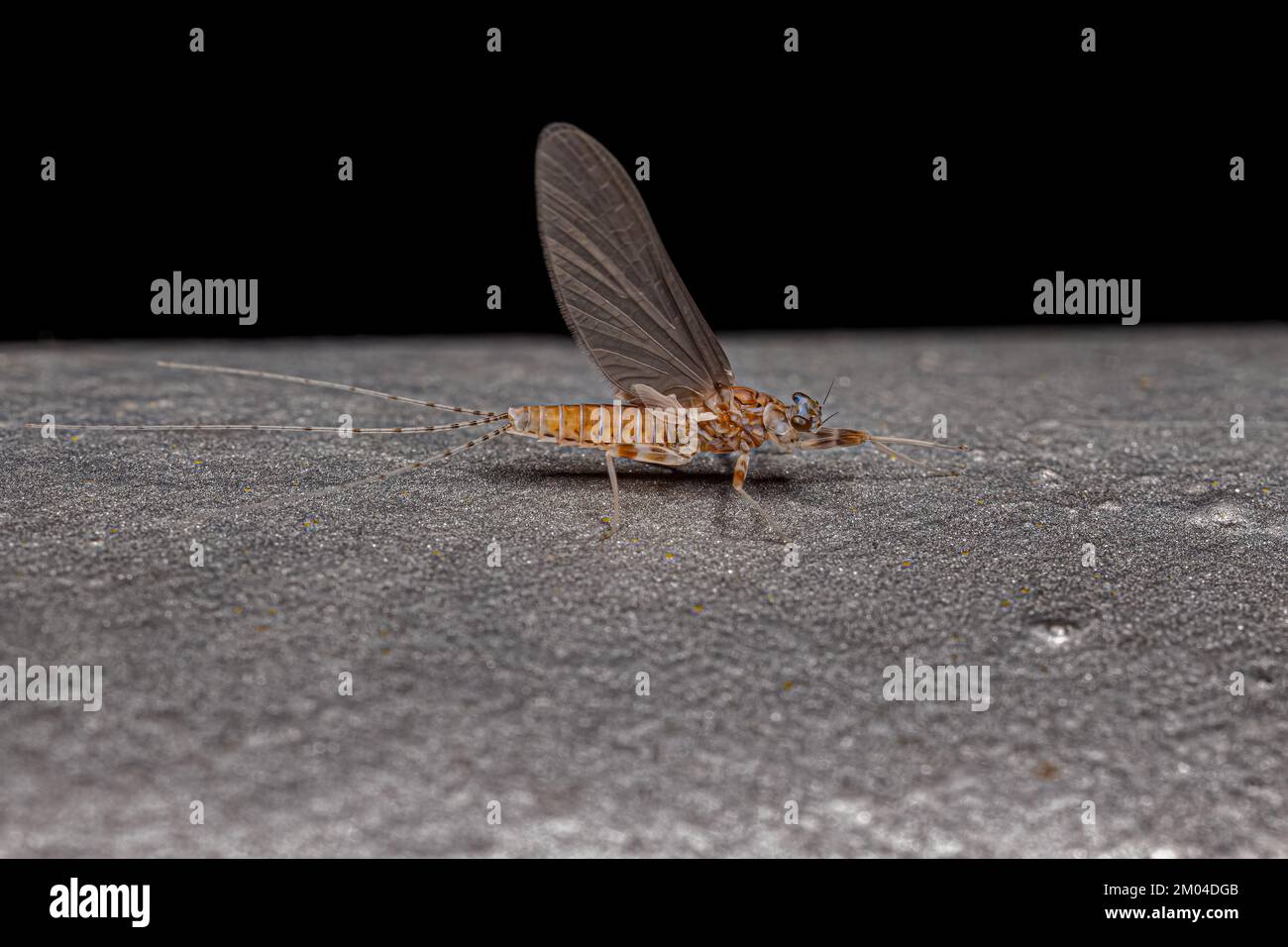 Mayflies aquatic insects hi-res stock photography and images - Alamy