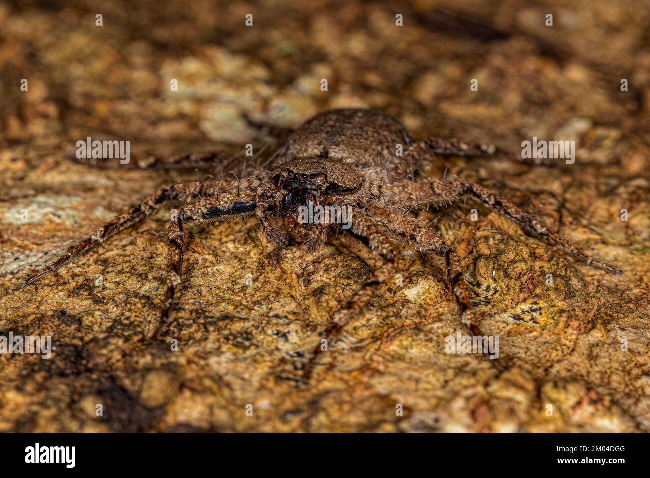 Small Crescent-eyed Spider of the Genus Selenops Stock Photo - Alamy