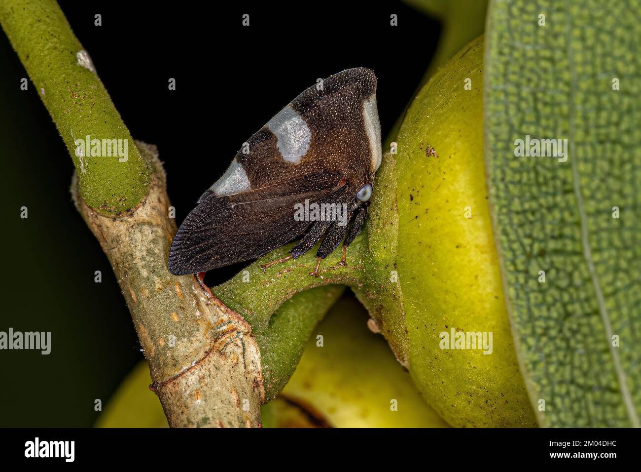 Adult Black-and-white Treehopper of the genus Membracis Stock Photo - Alamy