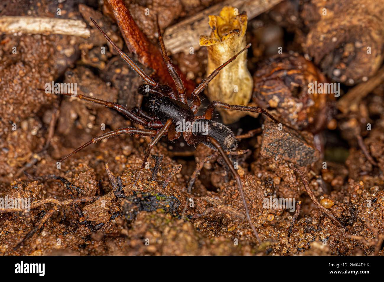 Male Adult Ant mimic Sac Spider of the species Falconina gracilis Stock ...